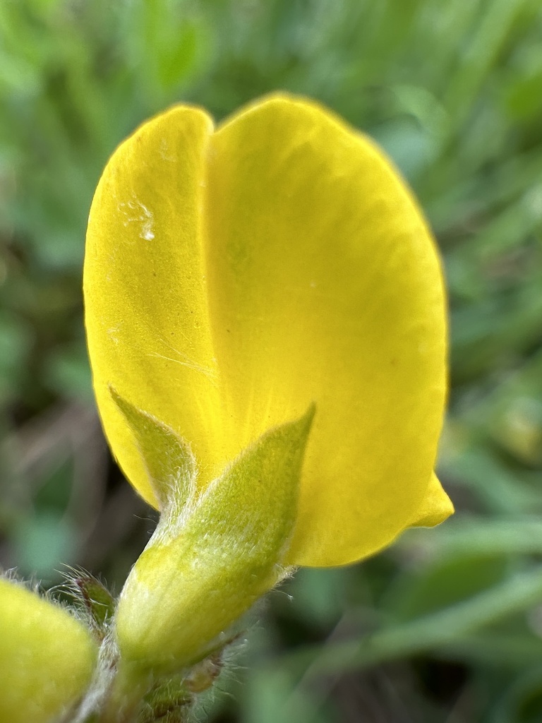 Winged Broom (Genista sagittalis) - Botanical Realm