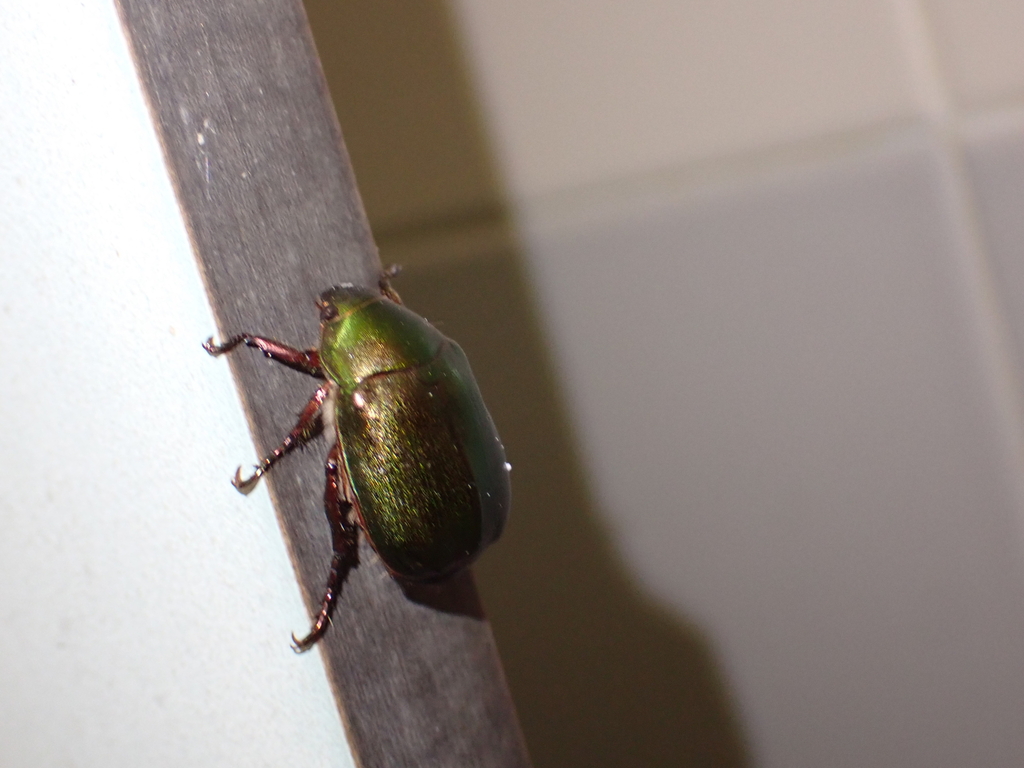 Anomala russiventris from 香港大嶼山 on May 11, 2024 at 04:44 PM by vivi1874 ...