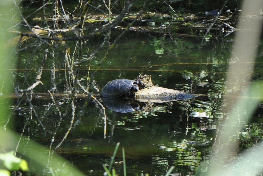 European Pond Turtle in May 2024 by Annette Geiser-Barkhausen · iNaturalist
