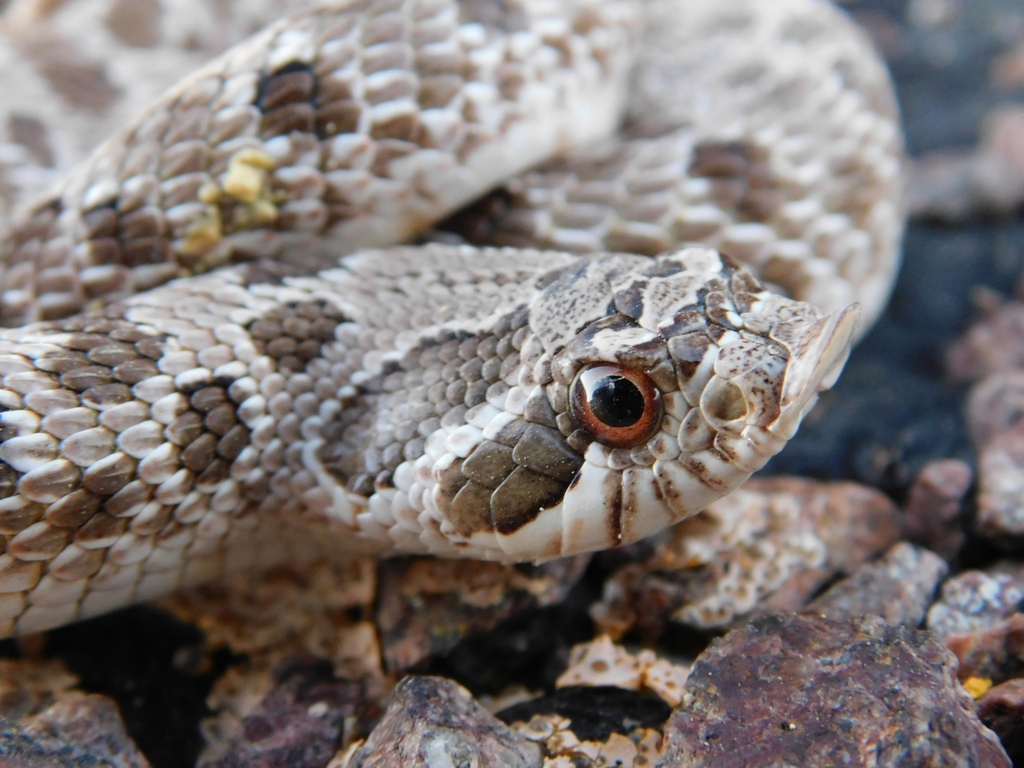 Mexican Hognose Snake from Hudspeth County, TX, USA on June 4, 2022 at ...