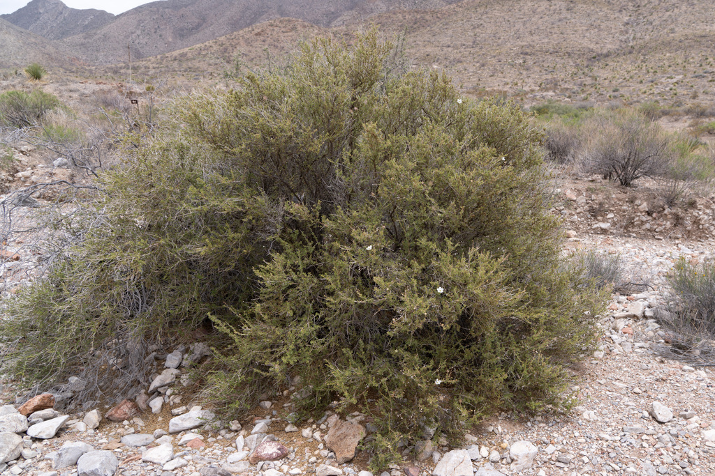 Apache plume from El Paso, TX, USA on May 10, 2024 at 02:05 PM by Kathy Cox · iNaturalist