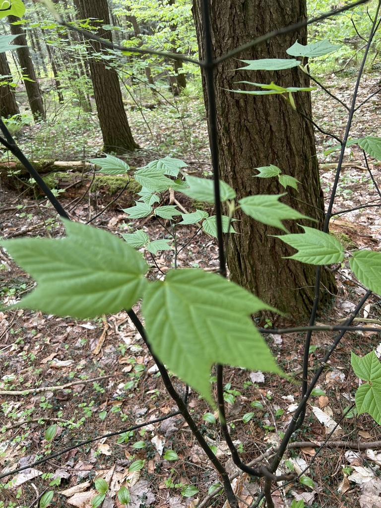 striped maple from Paradise Park, Windsor, VT, US on May 11, 2024 at 10 ...
