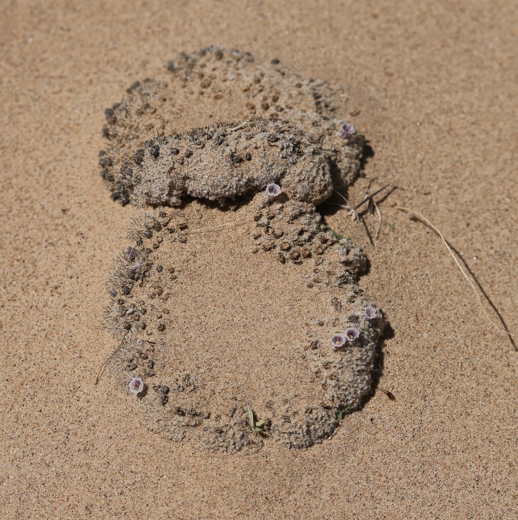 Sand Food in May 2024 by nmoorhatch. These individuals seemed "further ...