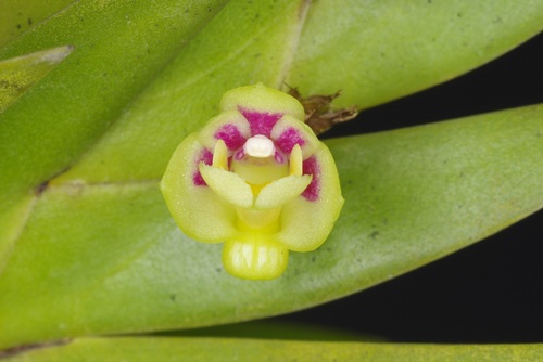 Dendrobium grande · iNaturalist
