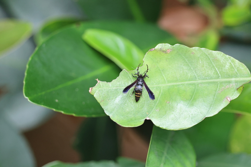 Trichocerota melli from 南大嶼郊野公園, 梅窩, 新界, HK on May 11, 2024 at 02:49 PM ...