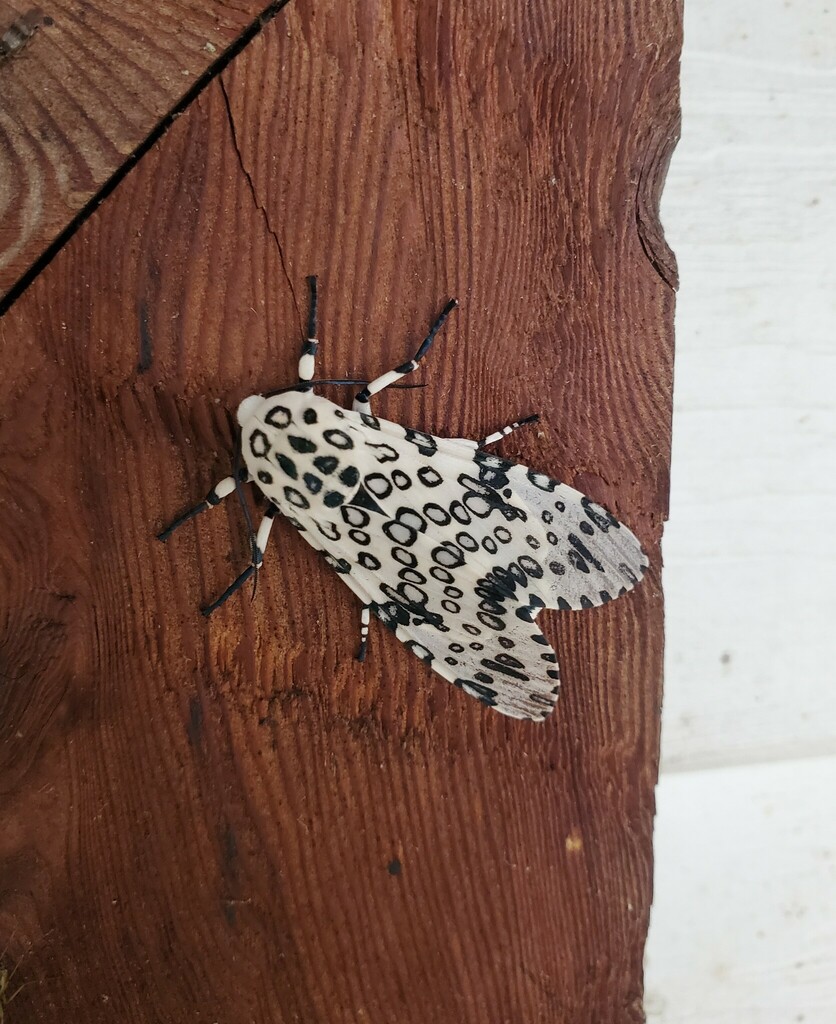 Giant Leopard Moth from Walker County, TX, USA on April 16, 2024 at 10: ...