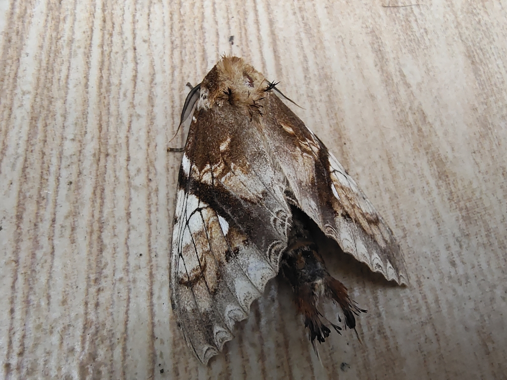 Dudusa nobilis from Yichun, CN-JX, CN on May 11, 2024 at 11:07 PM by ...