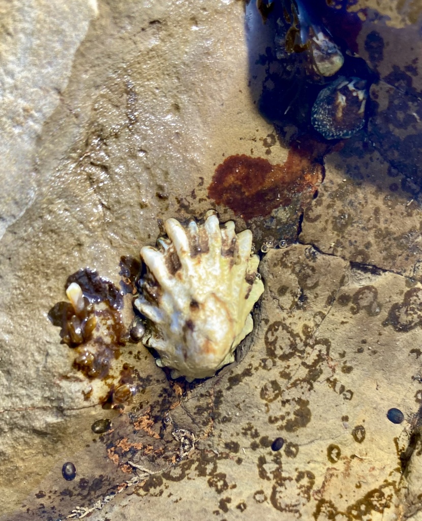 Rough Limpet from Gulf of the Farallones, Bolinas, CA, US on May 9 ...