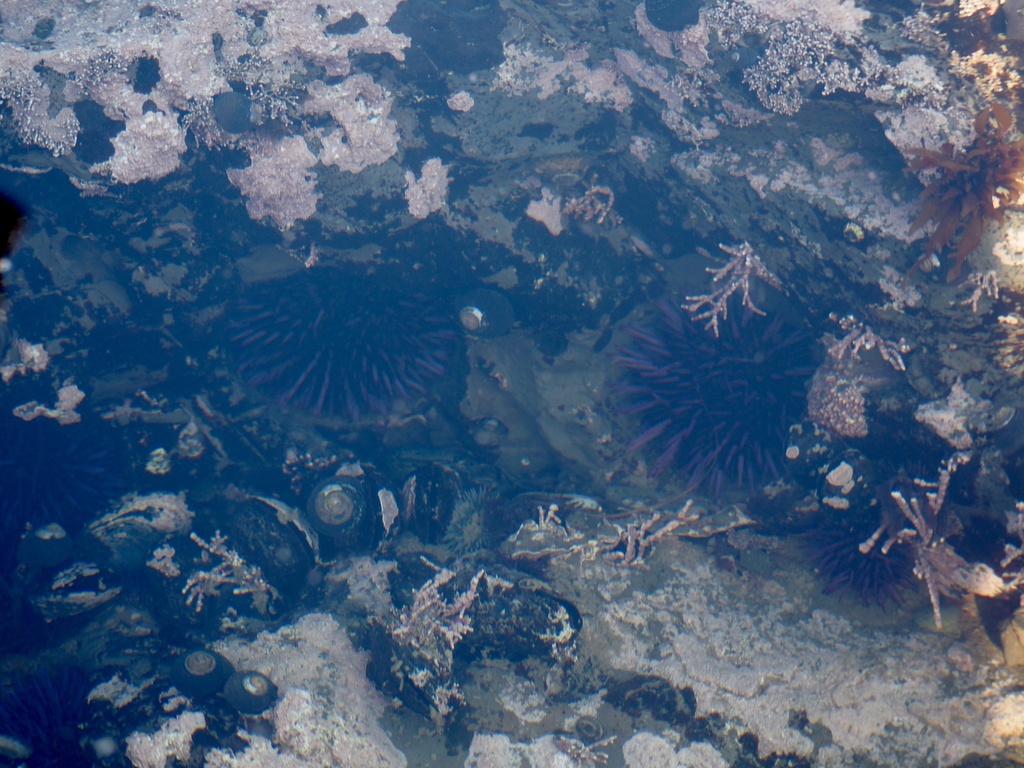 Pacific Purple Sea Urchin from Gulf of the Farallones, CA, US on May 9 ...