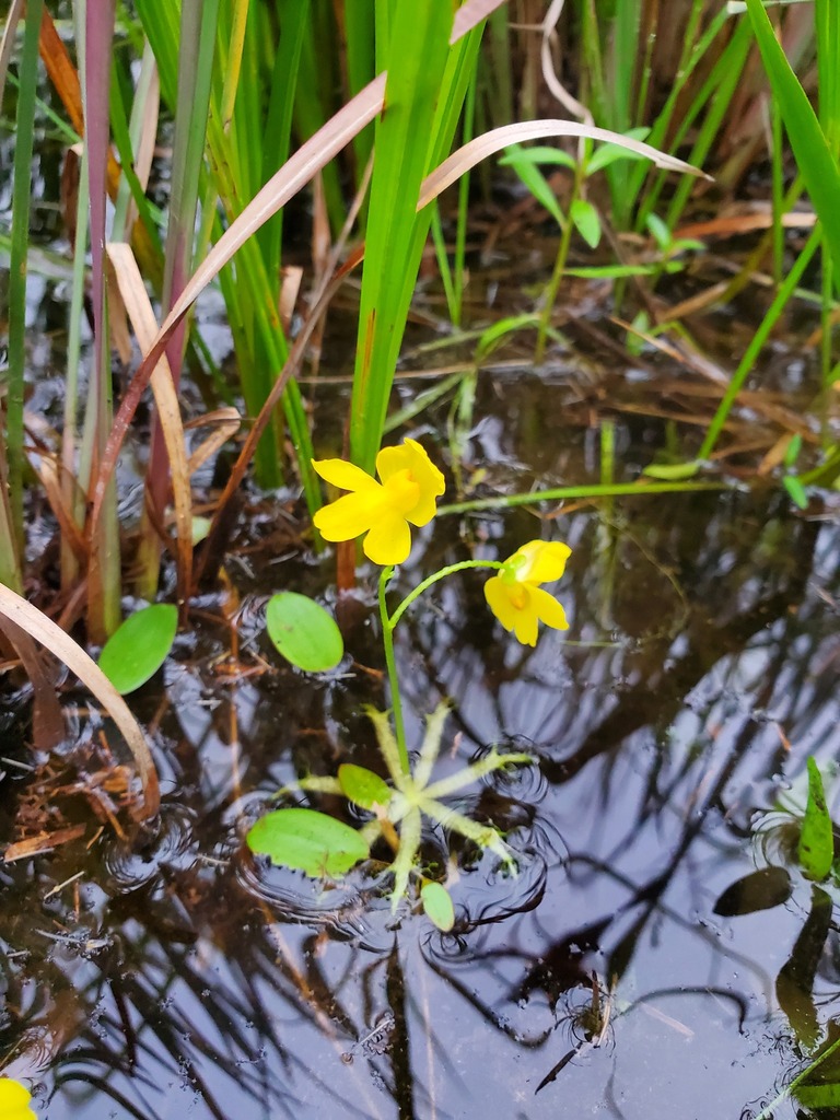 Small Swollen Bladderwort from Trinity County, TX, USA on April 17 ...
