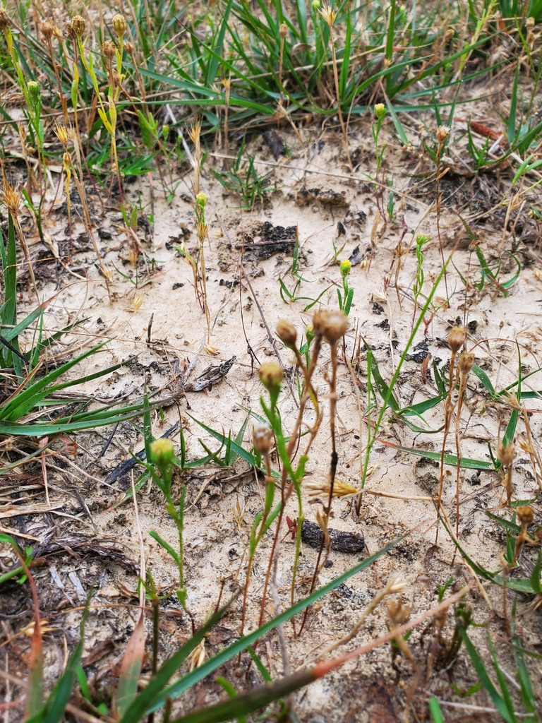 Texas Prairie Dawn in April 2024 by Eric Keith · iNaturalist