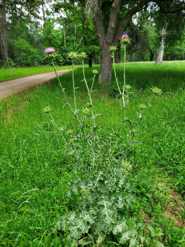 milk thistle from Trinity County, TX, USA on April 17, 2024 at 02:35 PM ...