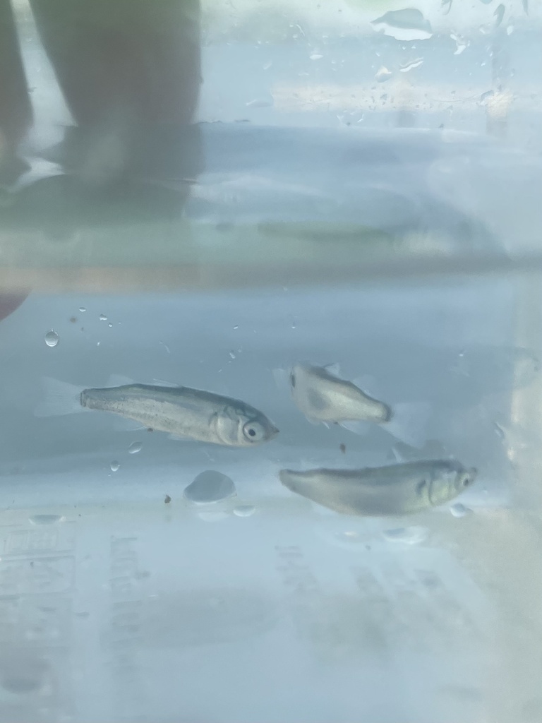 Common Mullets from Matanzas Pass, Fort Myers Beach, FL, US on May 9 ...