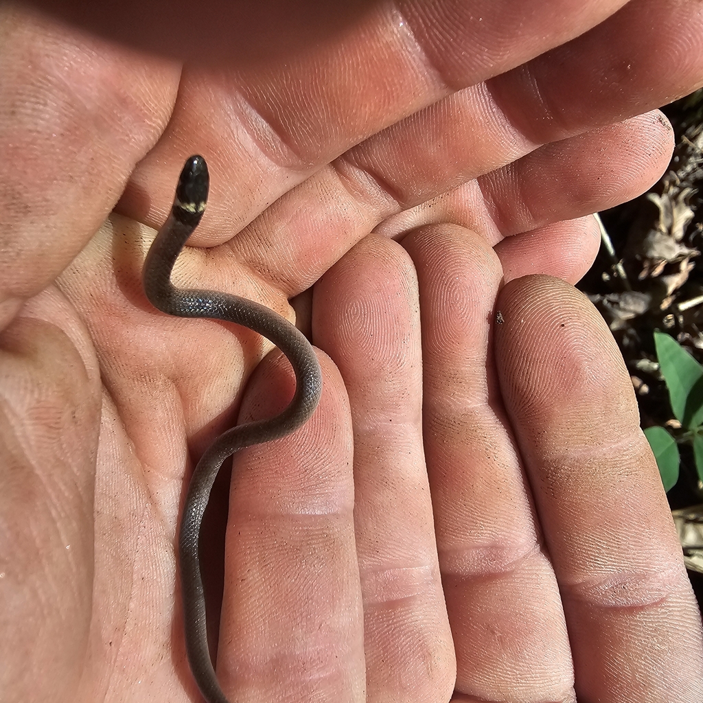 Southeastern Crowned Snake from Chatsworth, GA 30705, USA on May 11 ...