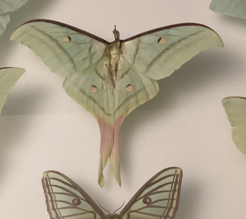 Moon Moths from Tân Lập, Bắc Quang, Hà Giang, Vietnam on April 14, 2023 ...