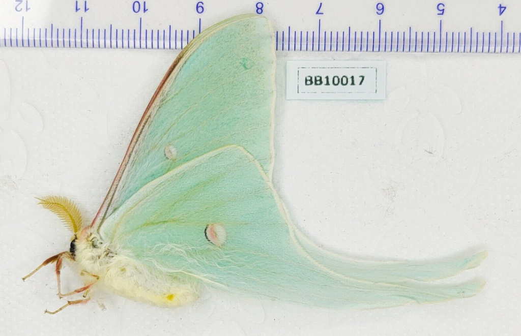 Actias shaanxiana from Xian de Xiaojin, Xian d'Aba, Sichuan, Chine on ...