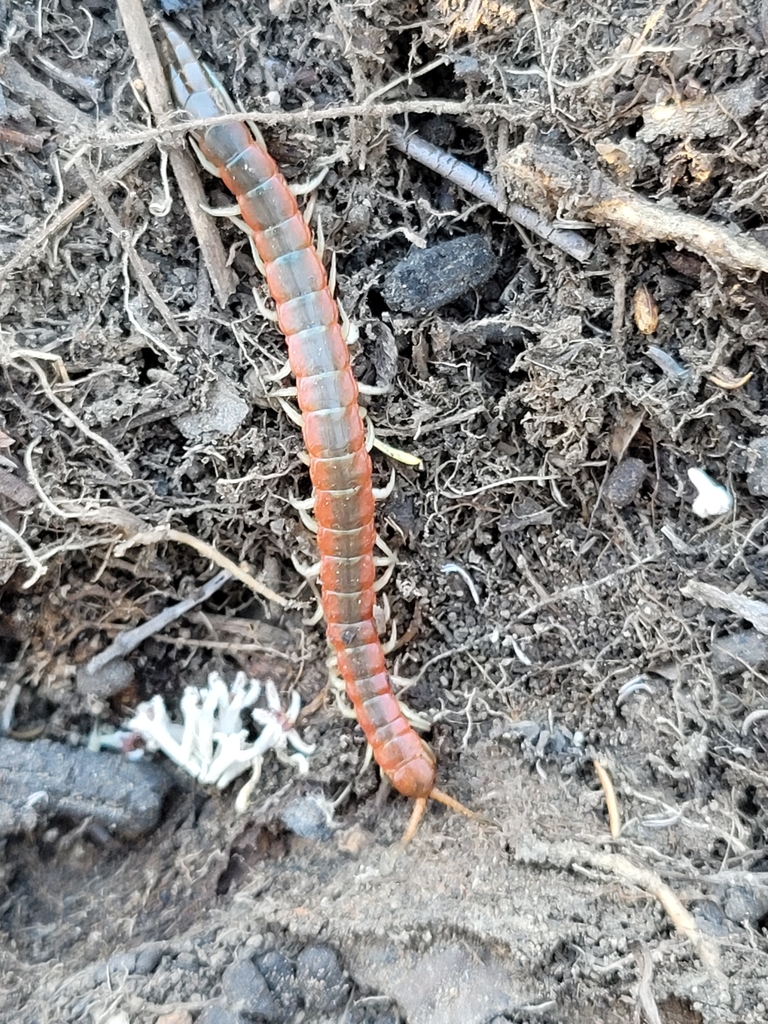 Typical Centipedes from Strydom farm, Haarlem. on May 10, 2024 at 10:49 ...
