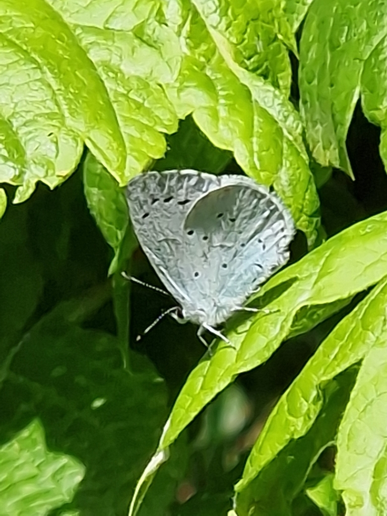 Holly Blue from Battersea Park, London SW11 4NJ, UK on May 11, 2024 at ...