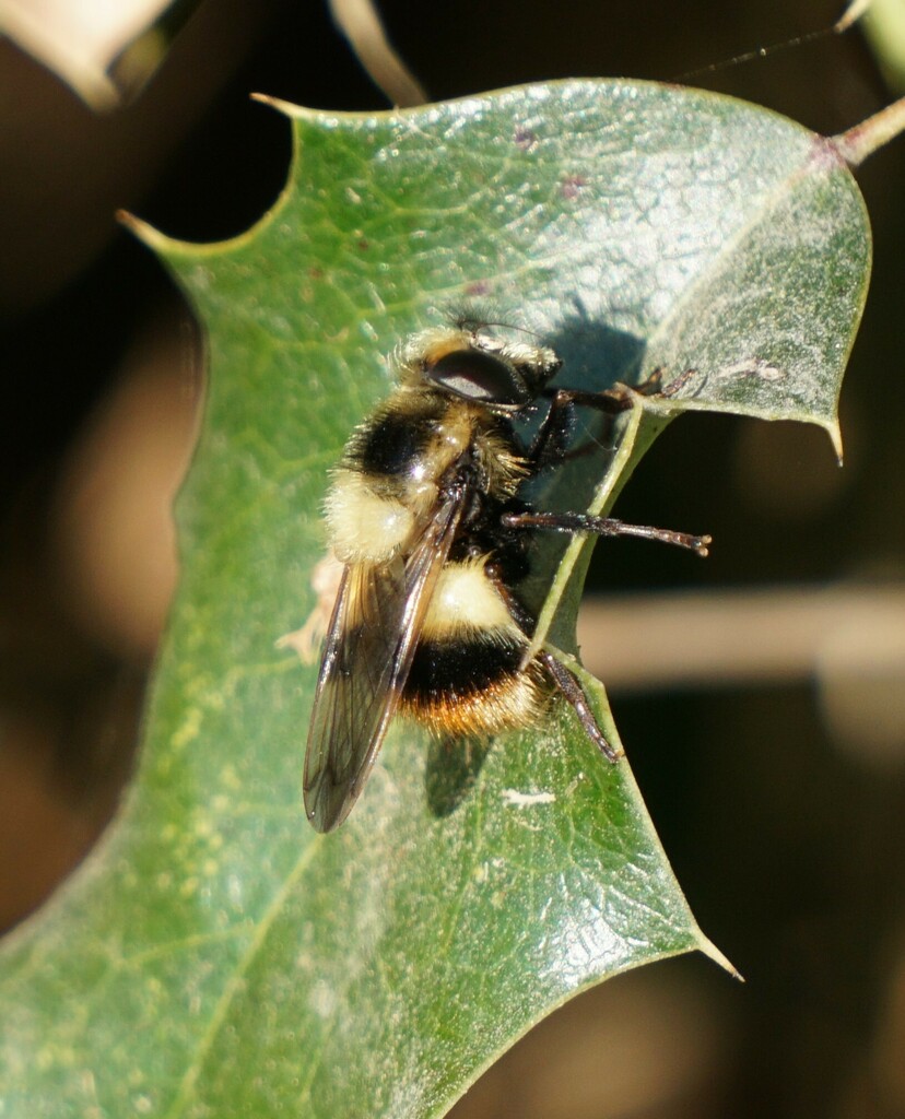 Yellow-faced Swiftwing from Southeast Redmond, Redmond, WA 98052, USA ...