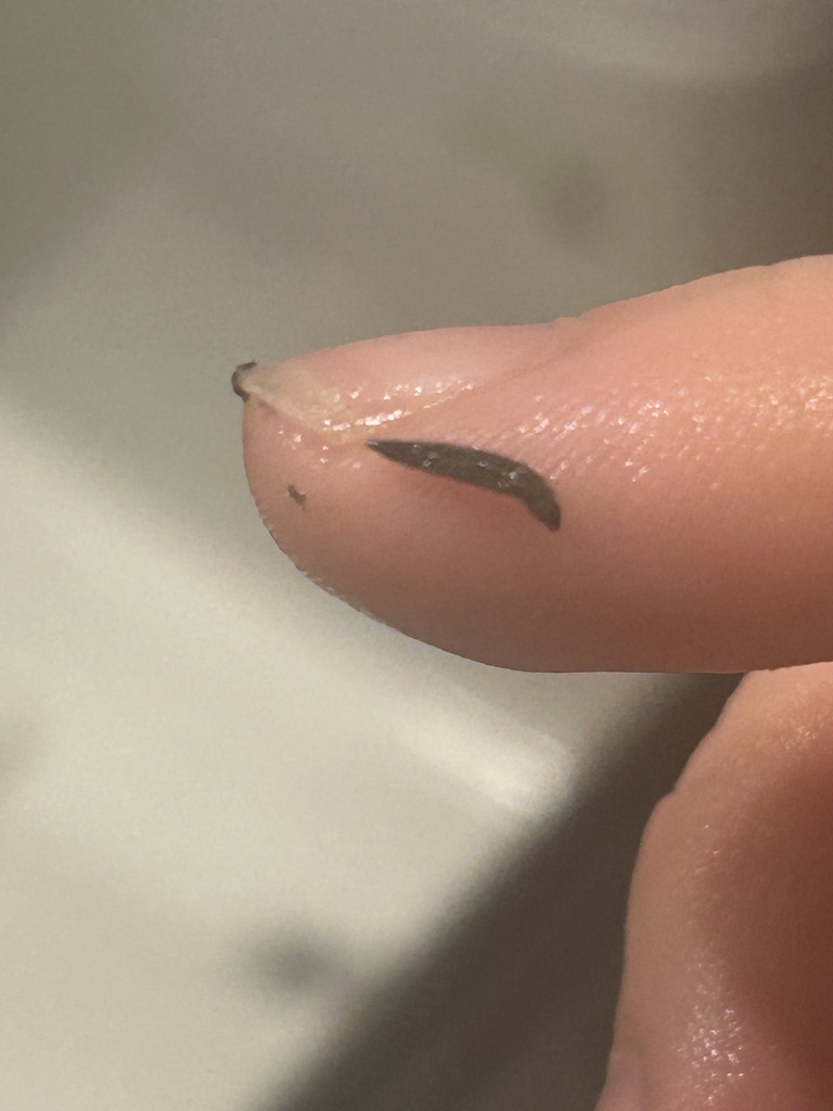 Bathroom Moth Fly in May 2024 by jzfu. Wriggling insect larvae ...