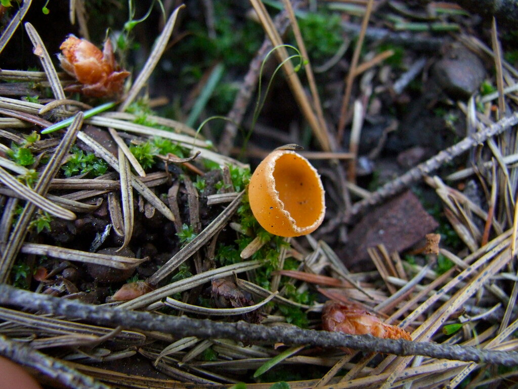 Geopyxis rehmii from El Dorado County, CA, USA on May 09, 2024 at 12:07 ...