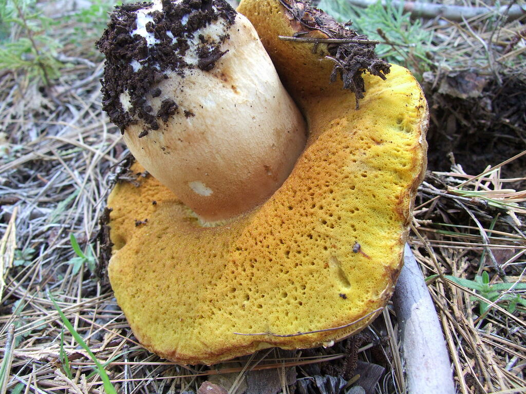 Spring King Bolete from El Dorado County, CA, USA on May 09, 2024 at 12 ...