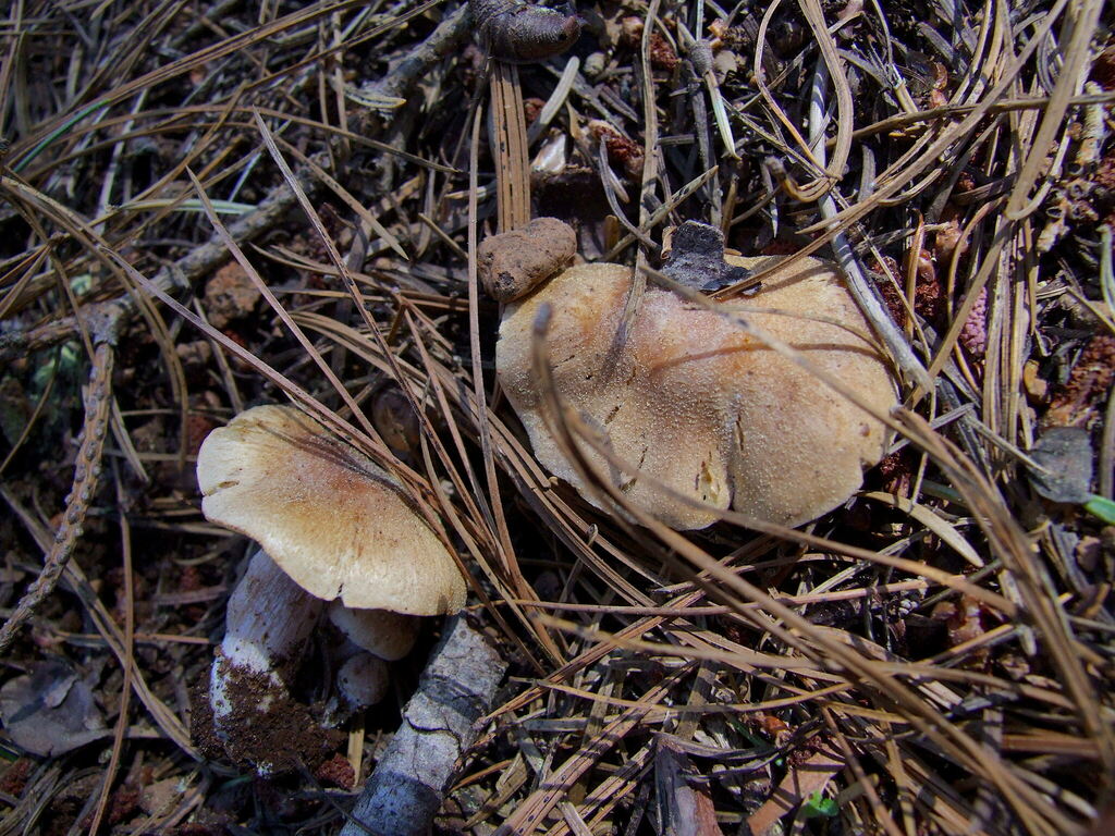 Inocybe inodora from El Dorado County, CA, USA on May 09, 2024 at 01:07 ...
