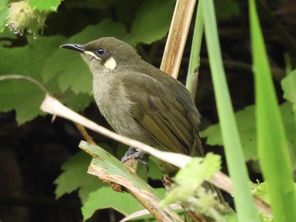 Yellow-spotted Honeyeater from Turpentine Rd, Diwan, QLD, AU on April ...