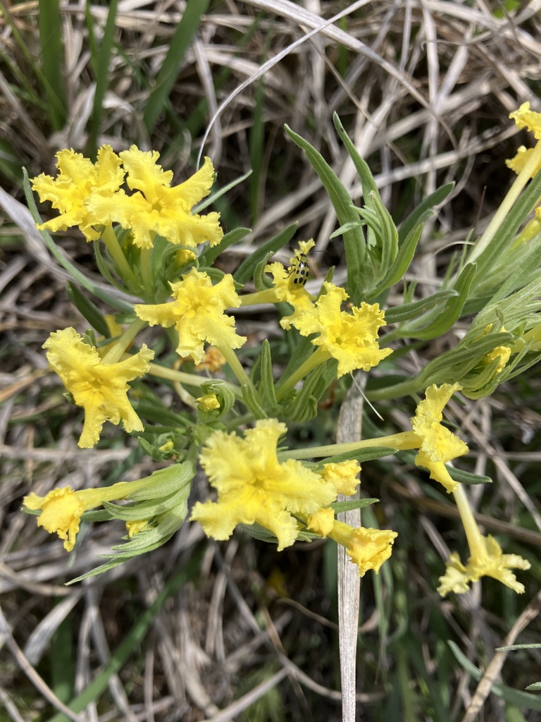 narrowleaf puccoon in May 2024 by shagbarkben · iNaturalist