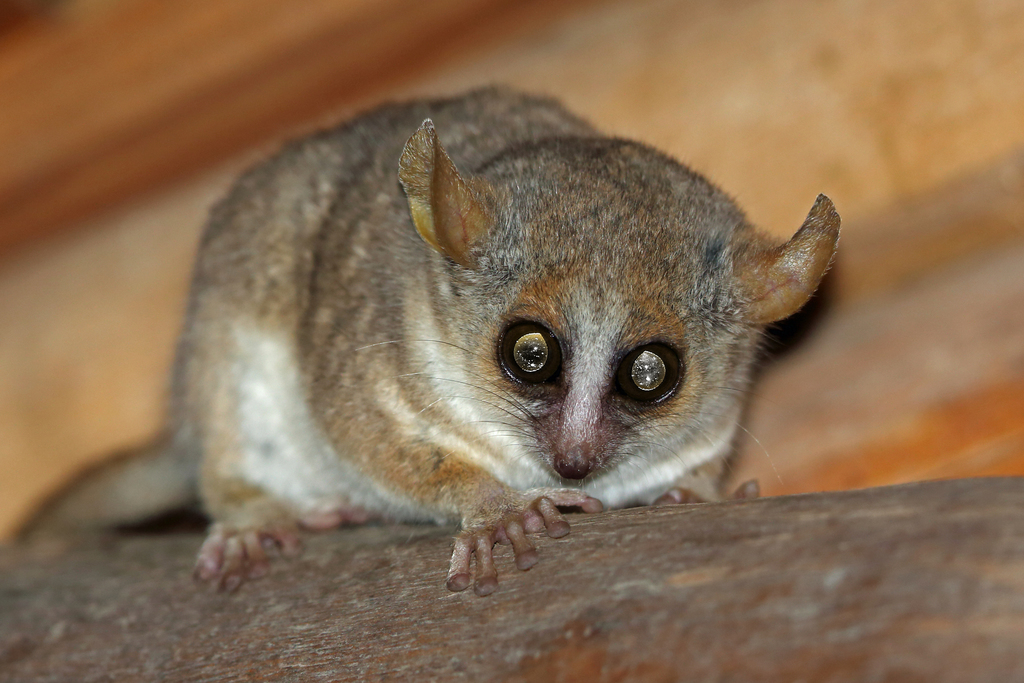 Mouse Lemurs (Microcebus) - Know Your Mammals