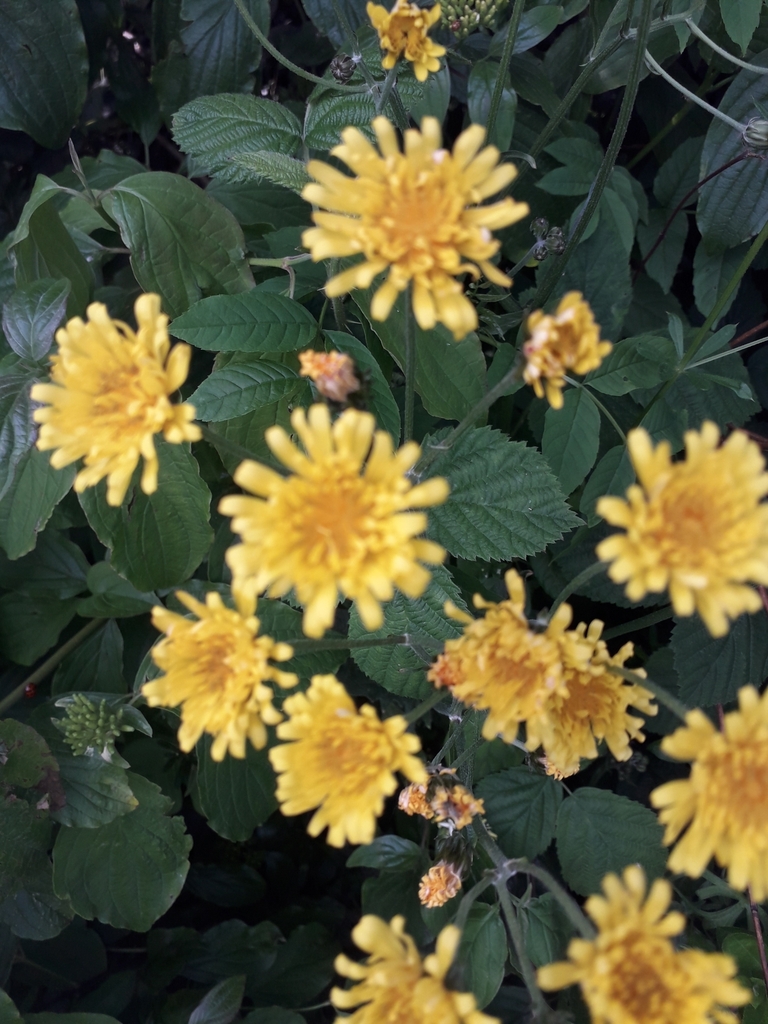 Beaked Hawksbeard from Turf & Feather, Birchwood, Warrington WA3 7PD ...