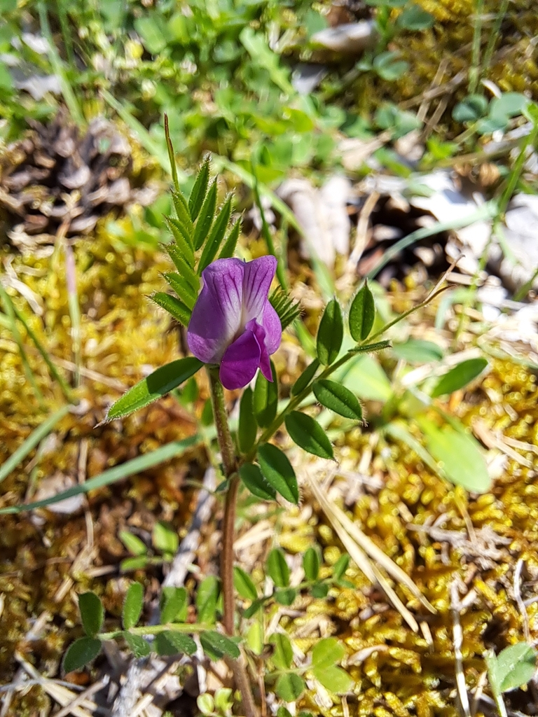 Common Vetch in May 2024 by edith_d · iNaturalist