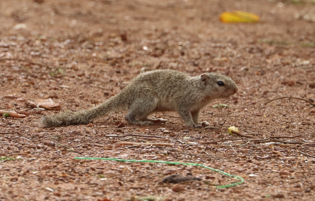 Gambian Sun Squirrel from Ouagadougou, Burkina Faso on May 9, 2024 at ...