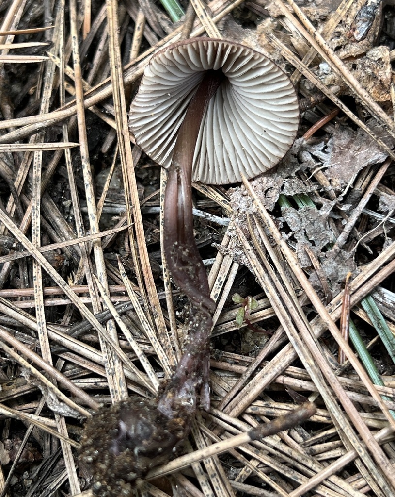 purple-edge bonnet from Valley County, ID, USA on May 10, 2024 at 12:35 ...