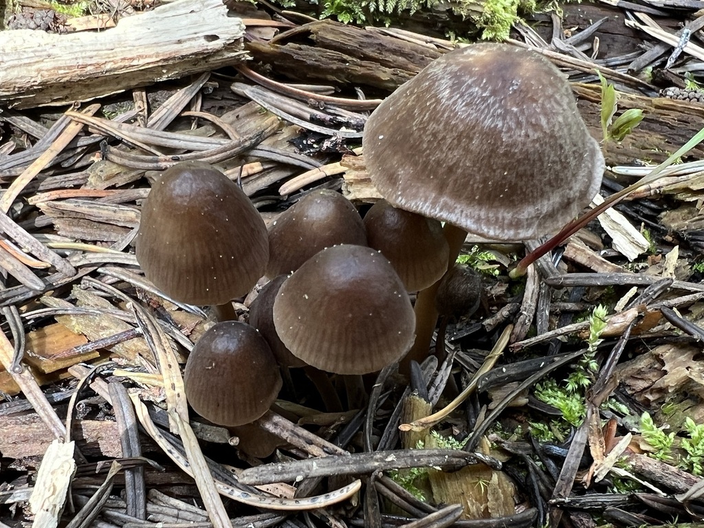 purple-edge bonnet from Valley County, ID, USA on May 10, 2024 at 12:22 ...