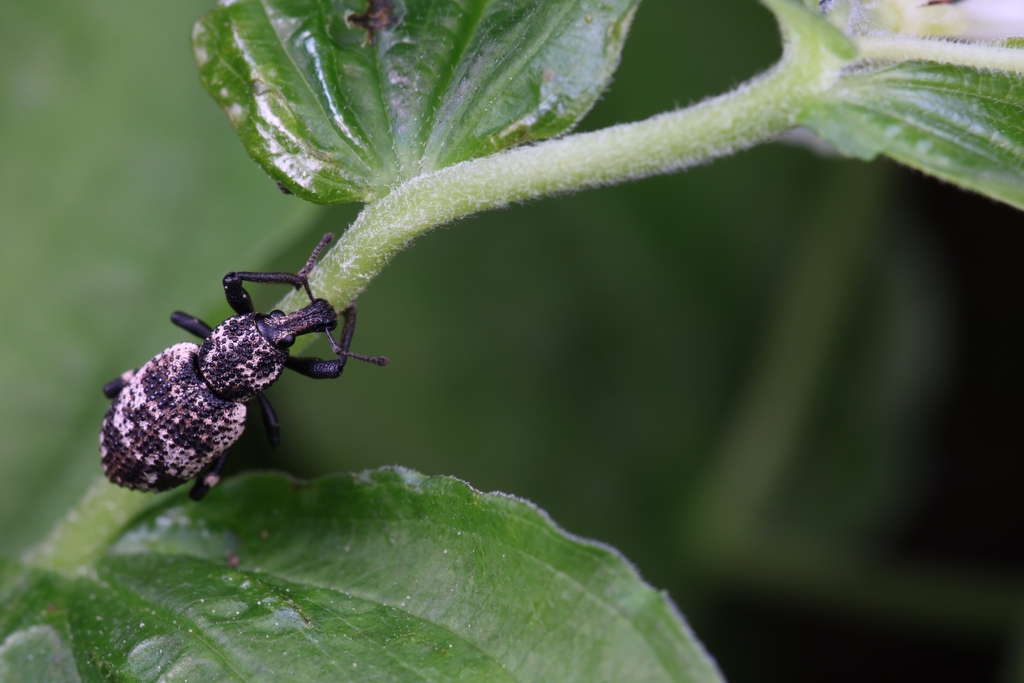 Broad-nosed Weevils from Cook, WA 98605, USA on May 10, 2024 at 07:53 ...