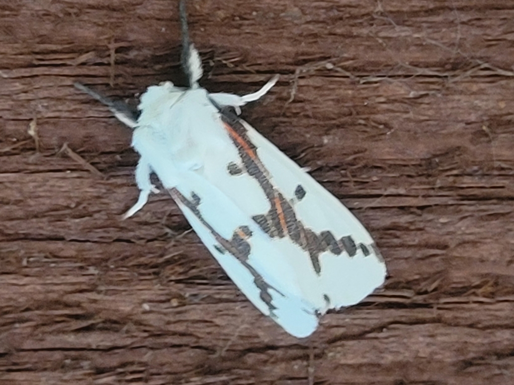 Red-tailed Specter Moth from Bryan, TX 77807, USA on May 10, 2024 at 07 ...