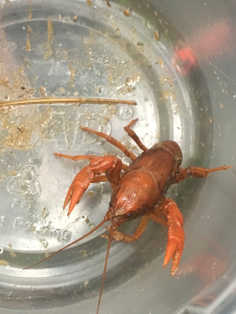 Upland Burrowing Crayfish in May 2019 by Ephraim Zimmerman · iNaturalist