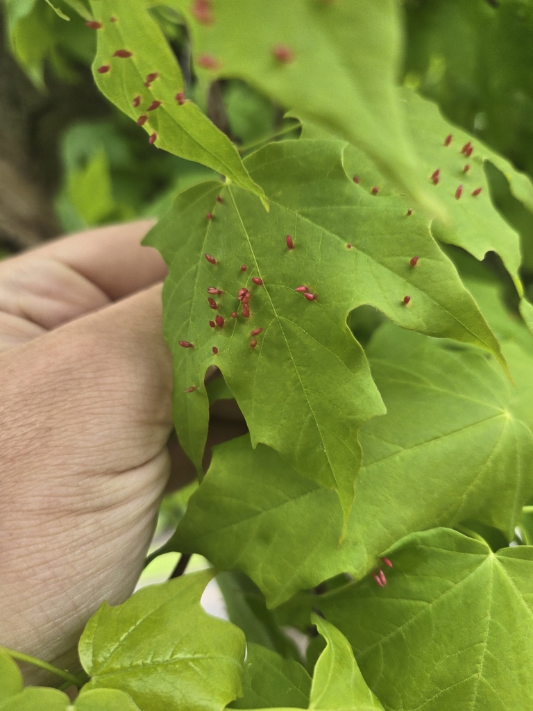 Maple Spindle Gall Mite from Meadville, PA 16335, USA on May 11, 2024 ...