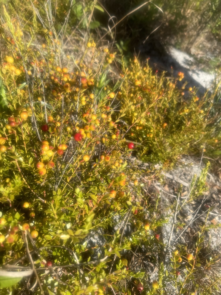 Shiny blueberry from Sarasota, Florida, United States on April 27, 2024 ...