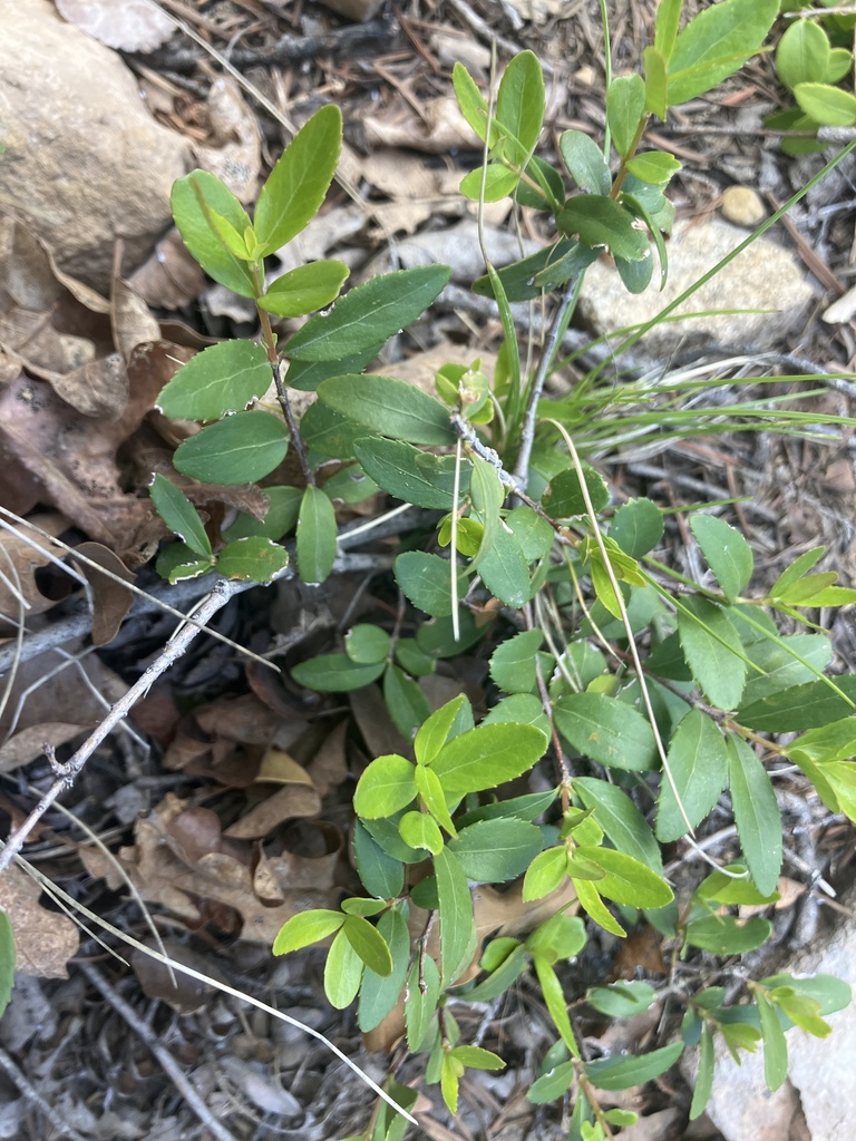 Oregon Boxwood from Mesa Verde National Park, Montezuma County, US-CO ...
