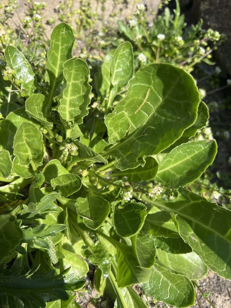 sea beet from Middle Walk, Blackpool, England, GB on May 11, 2024 at 03 ...