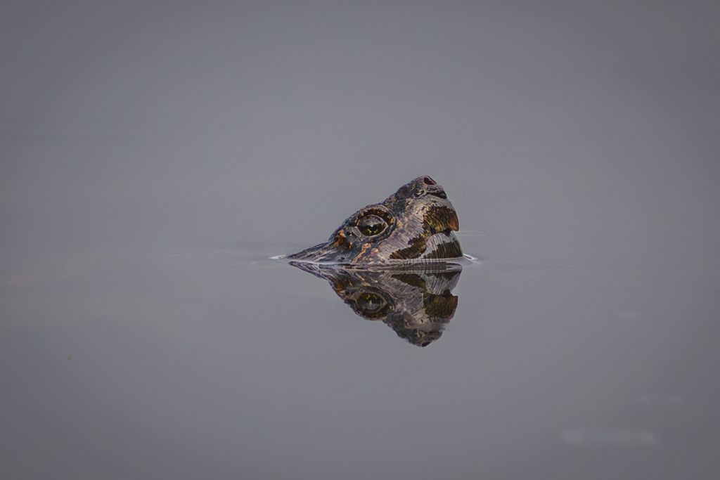 Common Snapping Turtle from Wapwallopen, PA, US on May 10, 2024 at 07: ...