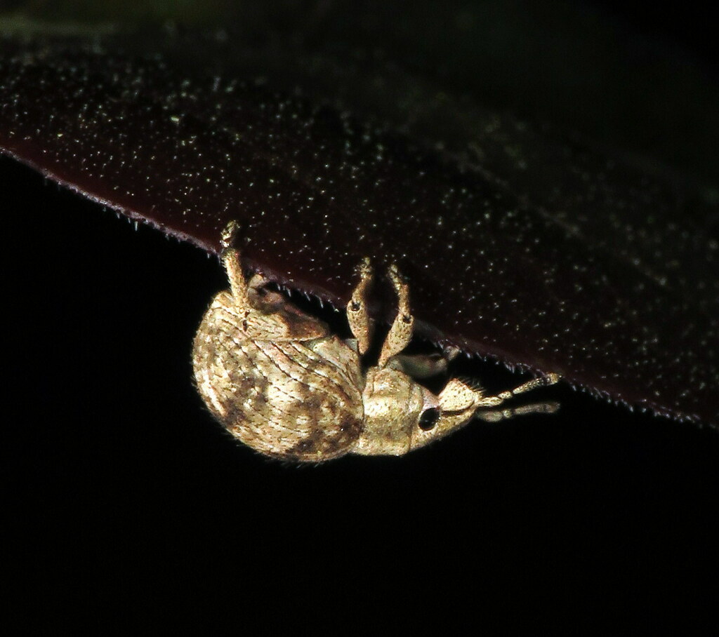Two-banded Japanese Weevil from Framingham, MA, USA on May 7, 2024 at ...