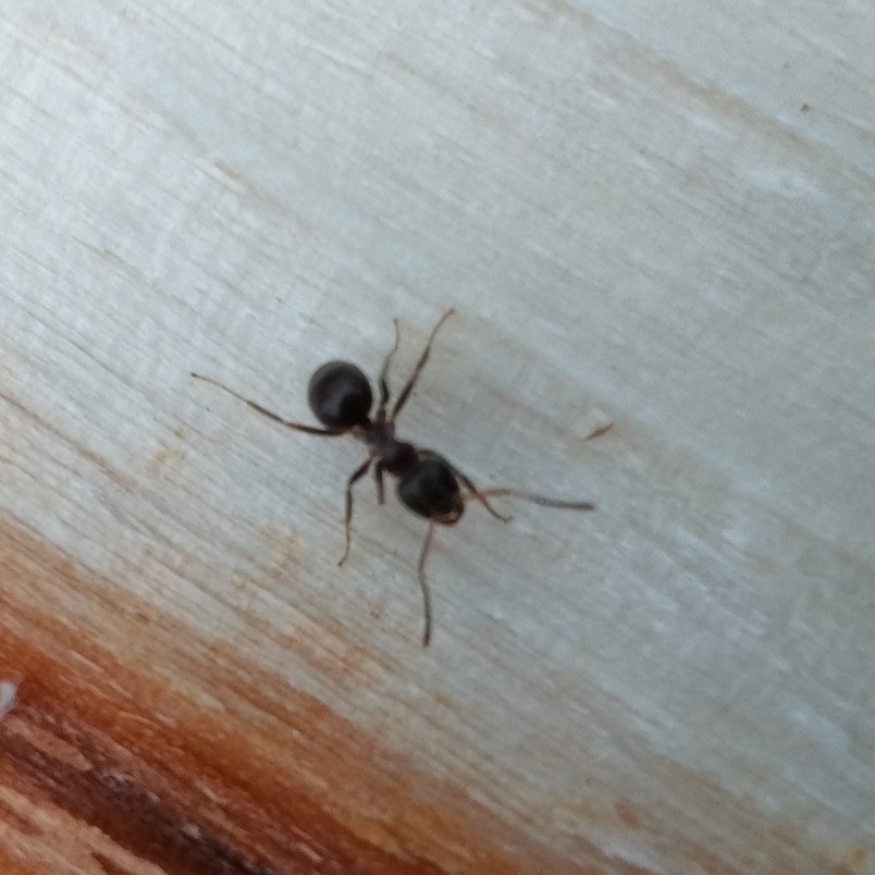 Citronella Ants, Fuzzy Ants, and Allies from Новгородская обл., Россия ...