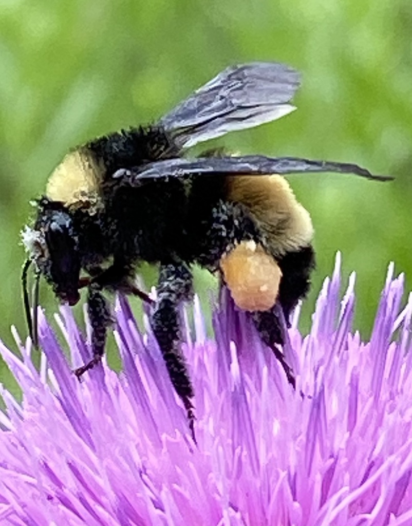 American Bumble Bee from David Fort Rd, Argyle, TX, US on May 11, 2024 ...