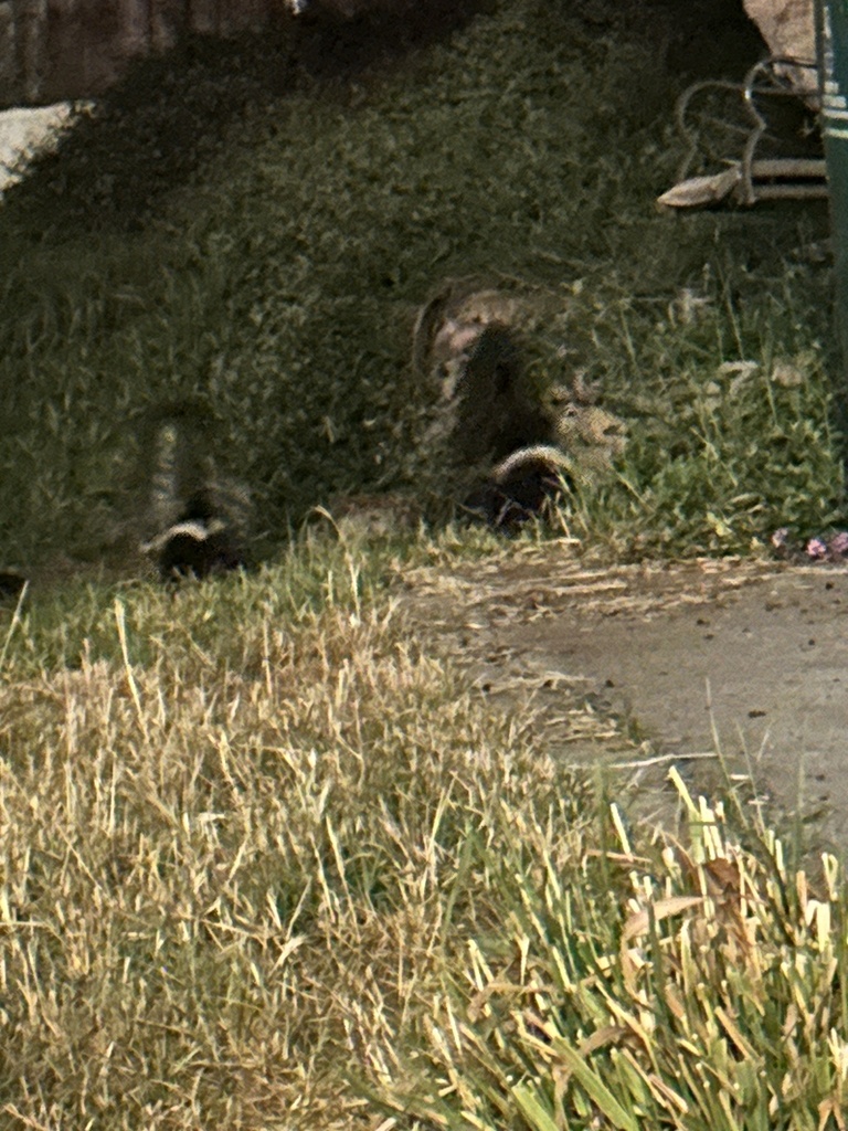 Striped Skunk from Cypress Ave, San Diego, CA, US on May 10, 2024 at 04 ...