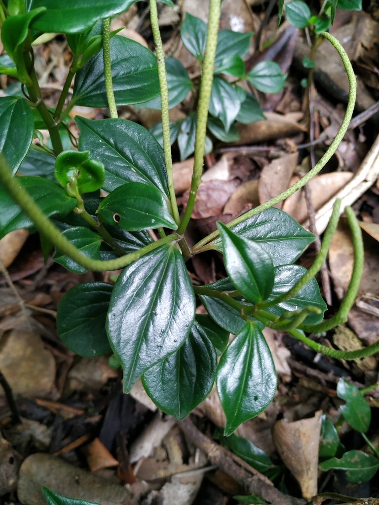 Wax Privet from Cra. 1 #20-65, Bogotá, Colombia on April 28, 2019 at 10 ...