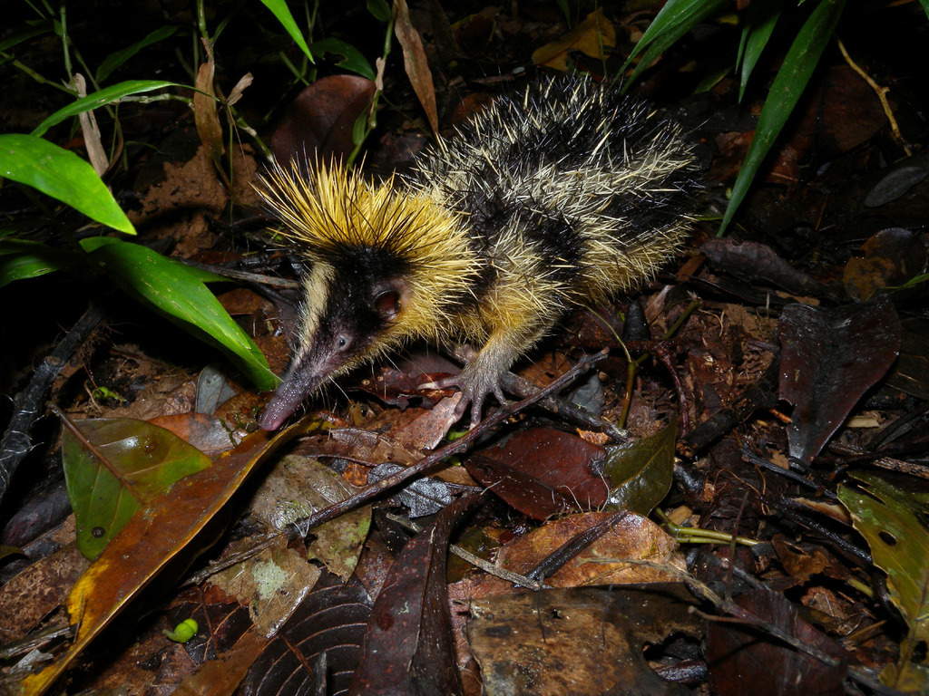 Lowland Streaked Tenrec (Hemicentetes semispinosus) - Know Your Mammals
