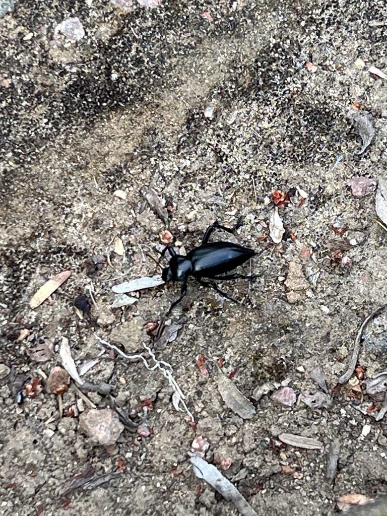 Eleodes acuticauda from Alcala Park Way, San Diego, CA, US on May 10 ...